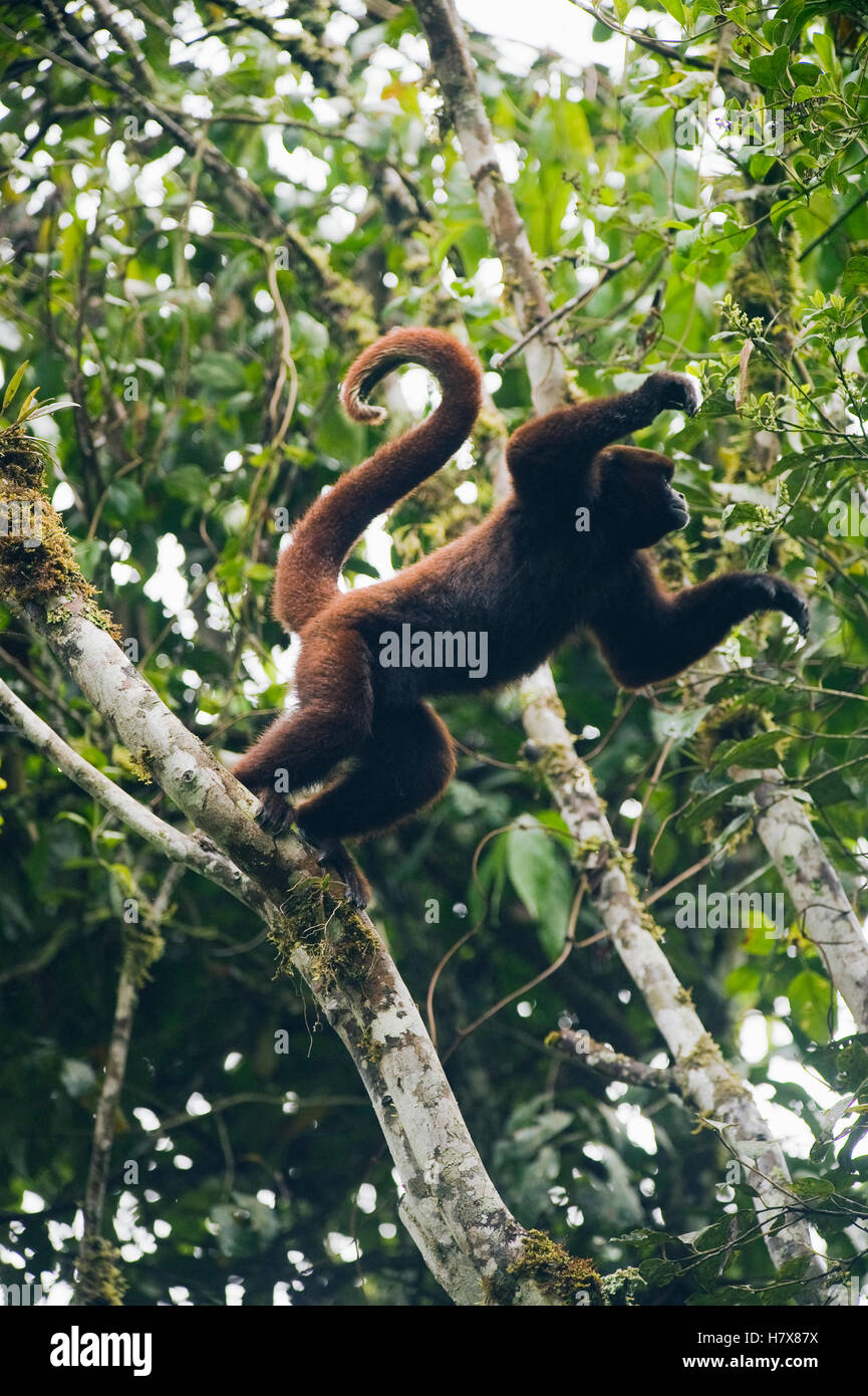 Yellow-tailed Woolly Monkey (Oreonax flavicauda) jumping to another ...