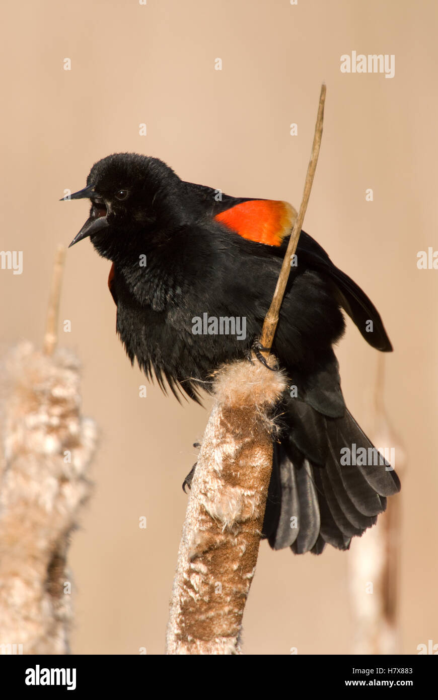 Red-winged Blackbird (Agelaius phoeniceus) male calling, Kensington ...
