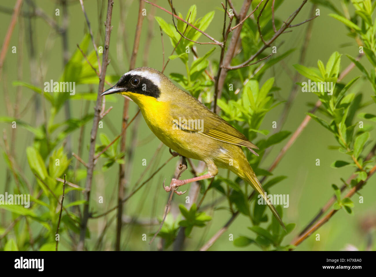 Common Yellowthroat (Geothlypis trichas), Huron Meadows Metropark, Michigan Stock Photo - Alamy