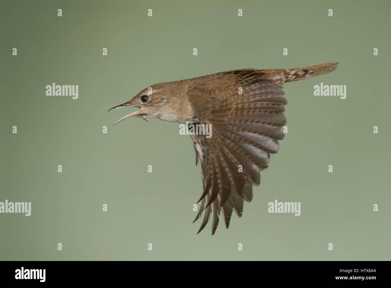 House Wren (Troglodytes aedon), Huron Meadows Metropark, Michigan Stock ...