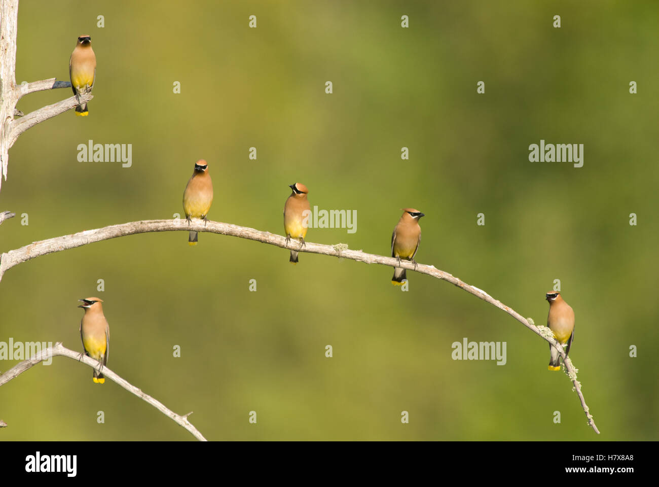Cedar Waxwing (Bombycilla cedrorum) flock, Michigan Stock Photo - Alamy