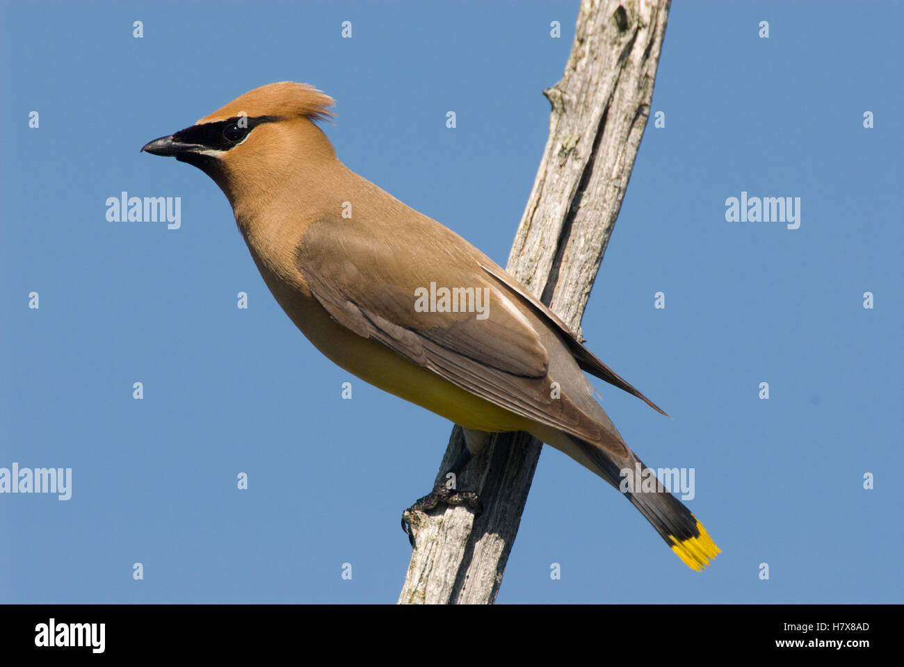 Cedar Waxwing (Bombycilla cedrorum), Michigan Stock Photo - Alamy