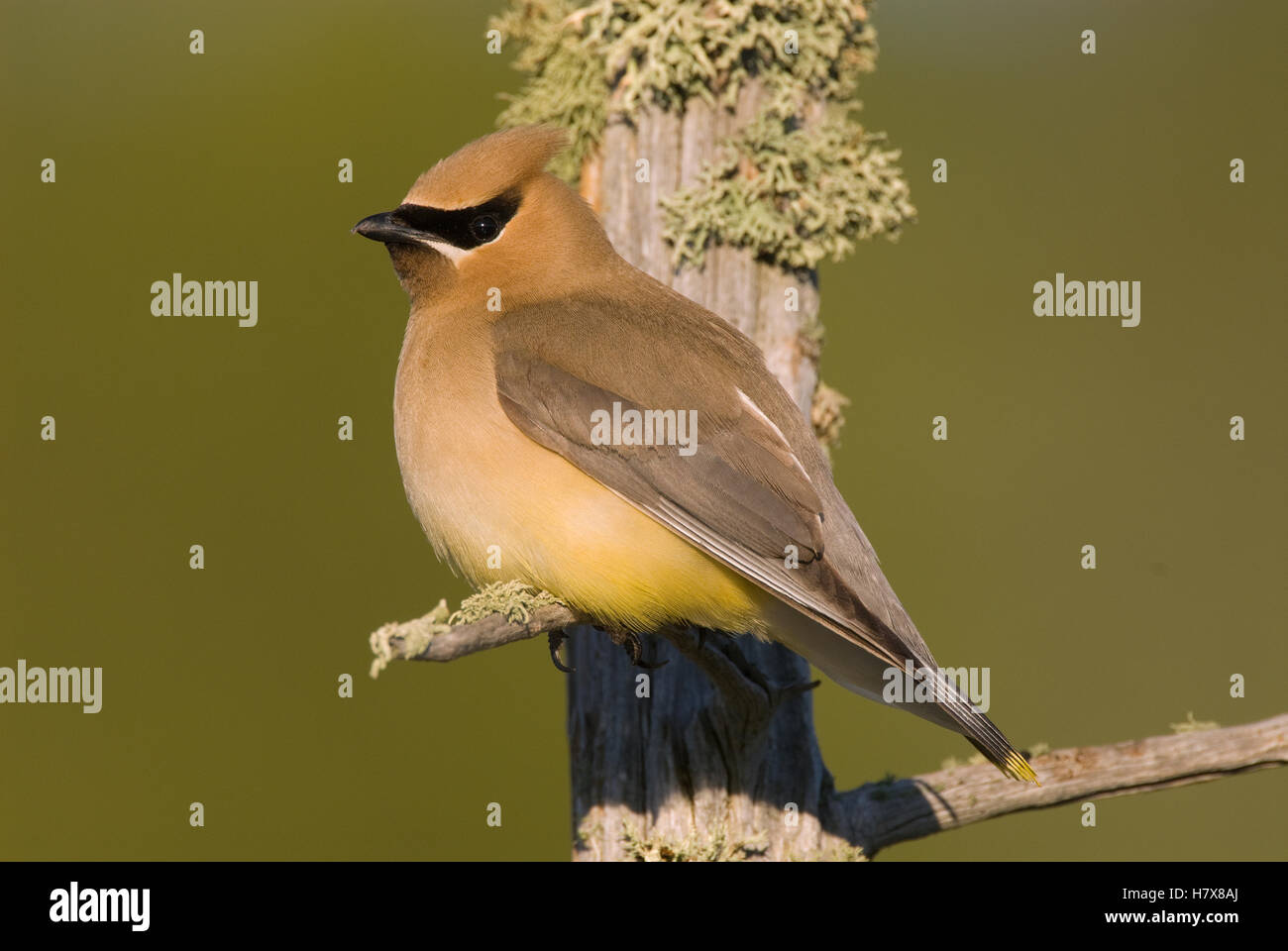 Cedar Waxwing (Bombycilla cedrorum), Michigan Stock Photo - Alamy