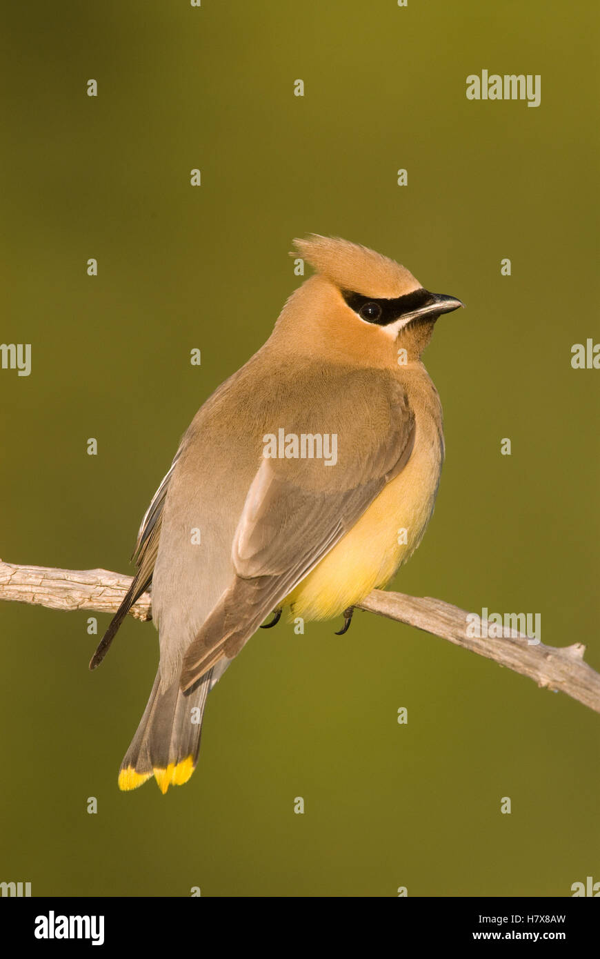 Cedar Waxwing (Bombycilla cedrorum), Michigan Stock Photo - Alamy