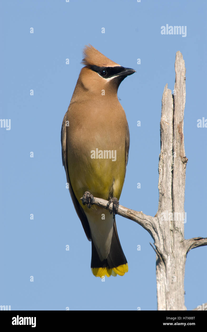 Cedar Waxwing (Bombycilla cedrorum), Michigan Stock Photo - Alamy