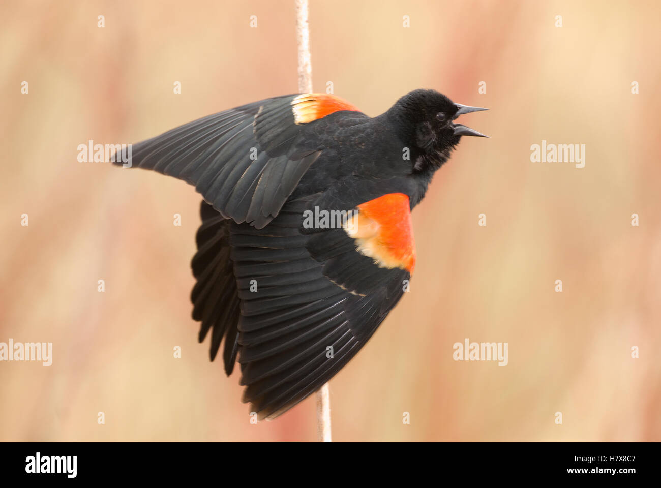 Red Winged Blackbird Agelaius Phoeniceus Male Calling And Displaying