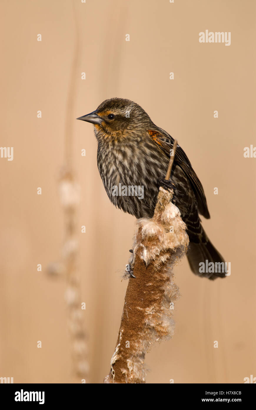 Red-winged Blackbird (Agelaius phoeniceus) female, Kensington Metropark ...