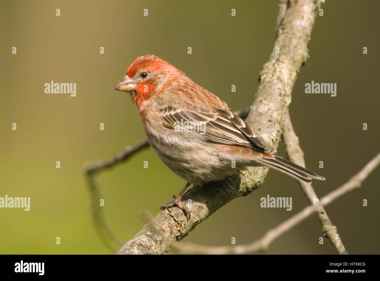 House Finch (Carpodacus mexicanus) male, Huron Meadows Metropark ...