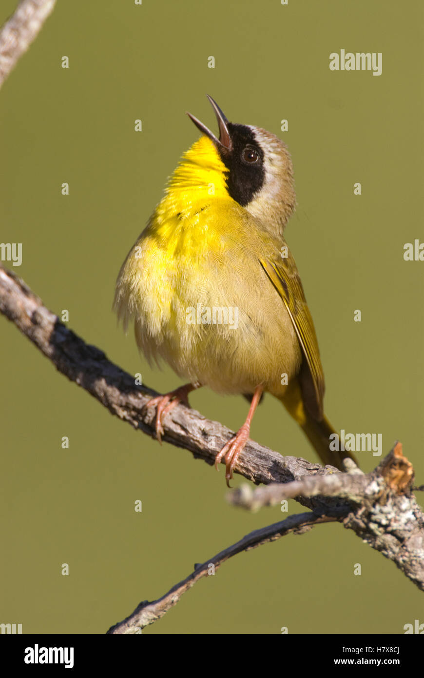 Common Yellowthroat (Geothlypis trichas) male calling, Huron Meadows Metropark, Michigan Stock ...