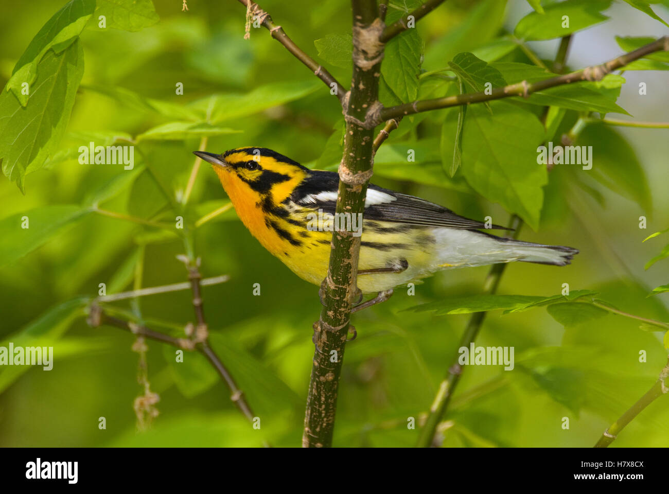 Blackburnian Warbler (Setophaga fusca) male, Crane Creek State Park ...
