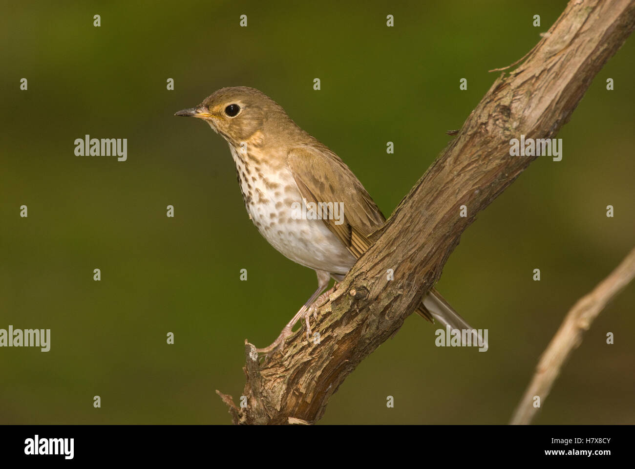 Swainson's Thrush (Catharus ustulatus), Crane Creek State Park, Ohio ...