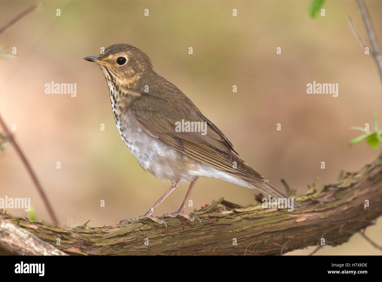 Swainson's Thrush (Catharus ustulatus), Crane Creek State Park, Ohio ...