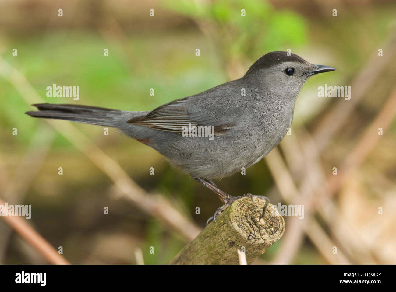 Gray Catbird (Dumetella carolinensis), Crane Creek State Park, Ohio ...