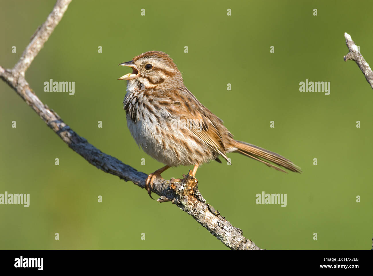Song Sparrow (Melospiza melodia) calling, Huron Meadows Metropark, Michigan Stock Photo - Alamy