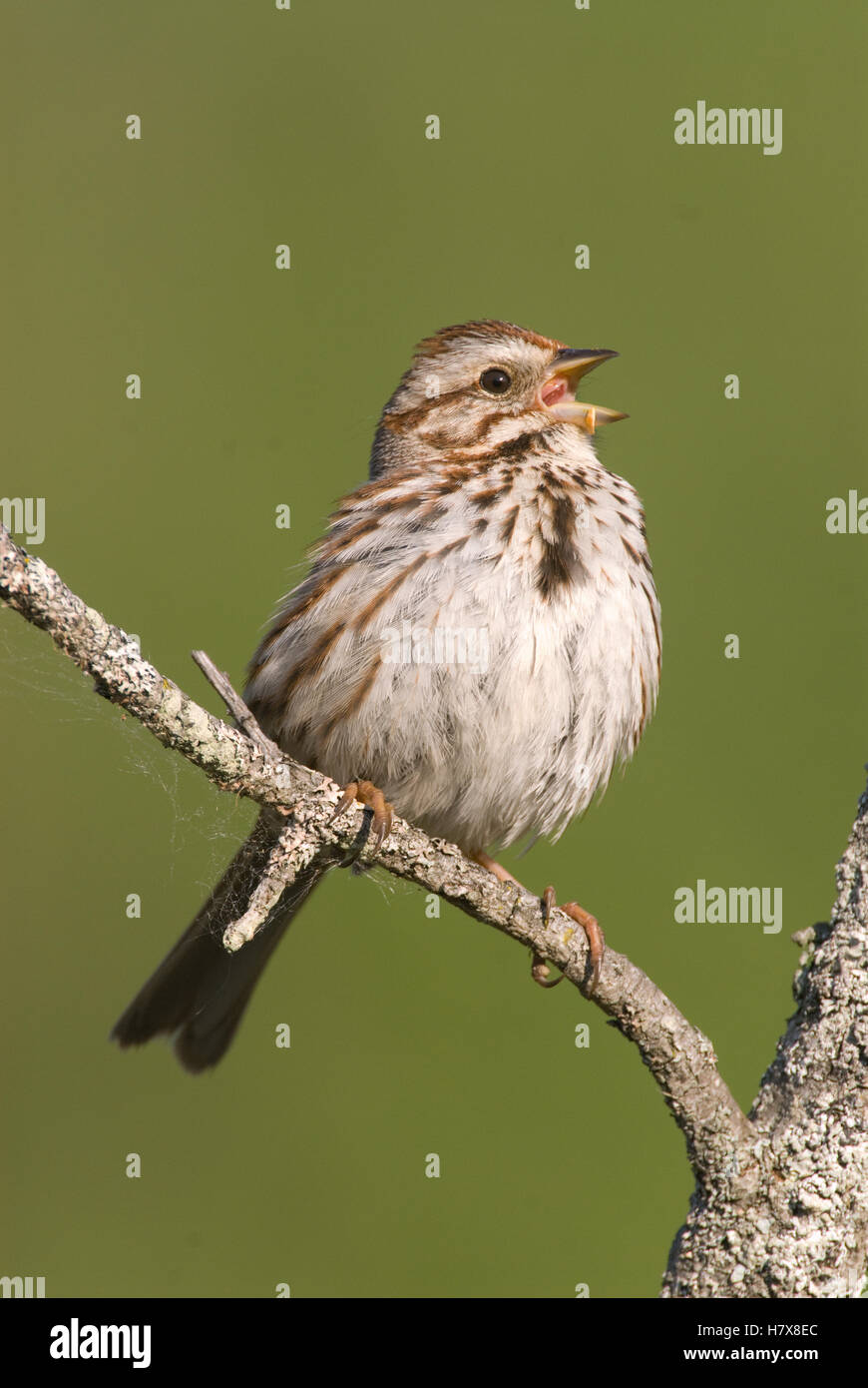 Song Sparrow (Melospiza melodia) calling, Huron Meadows Metropark, Michigan Stock Photo - Alamy