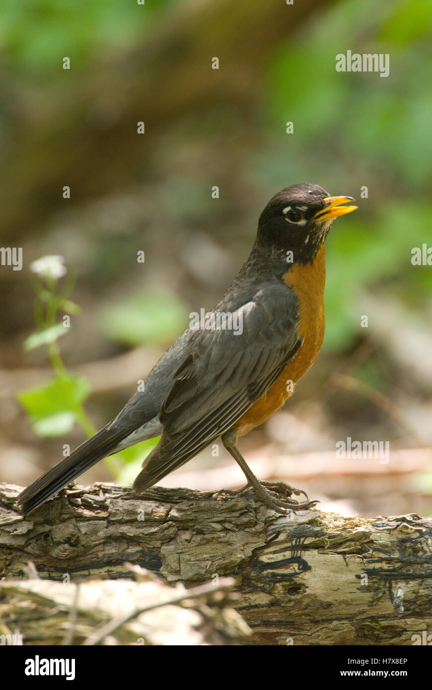 American Robin (Turdus migratorius), Crane Creek State Park, Ohio Stock ...