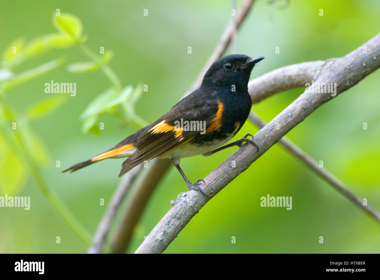 American Redstart (Setophaga ruticilla) male, Crane Creek State Park ...