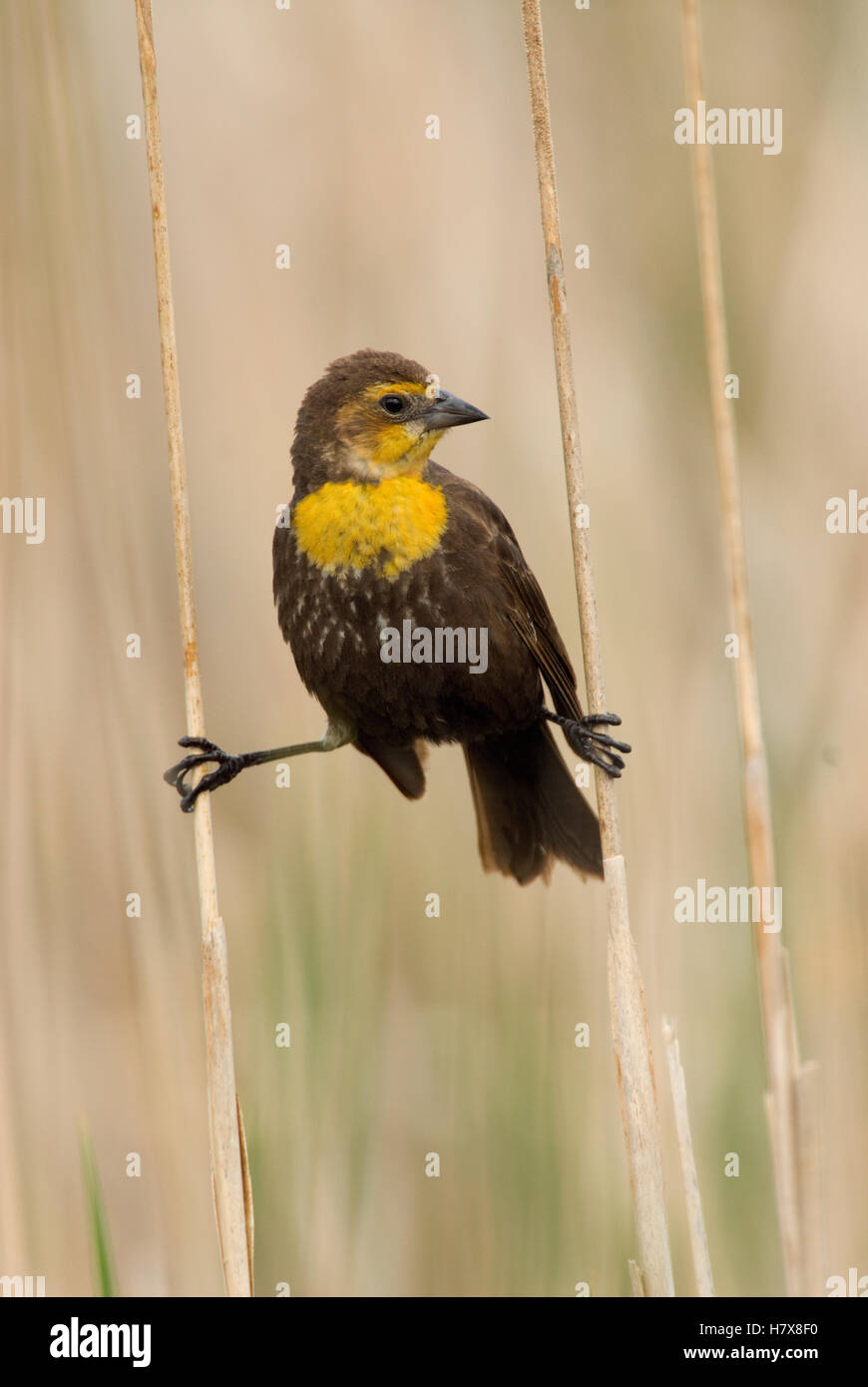 Yellow-headed Blackbird (Xanthocephalus xanthocephalus) female, J ...