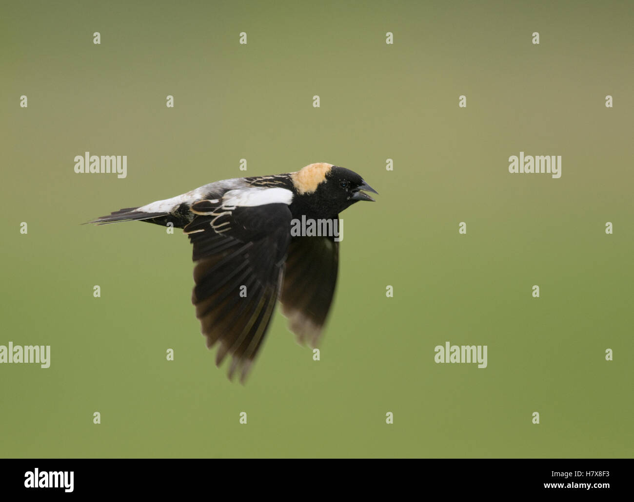 Bobolink (Dolichonyx oryzivorus) male flying, J. Clark Salyer National ...