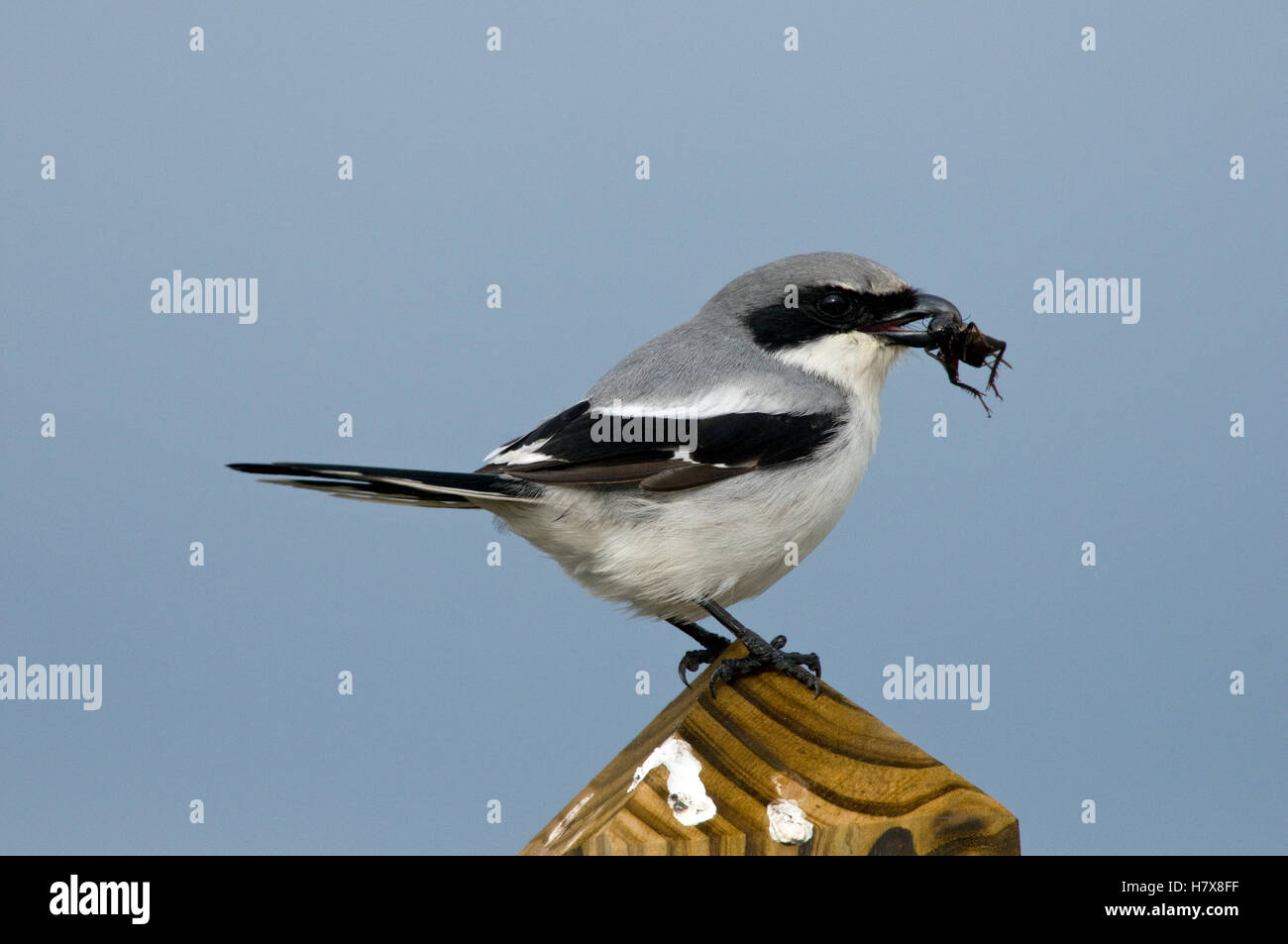 Loggerhead Shrike (Lanius ludovicianus) with insect prey, Merritt ...