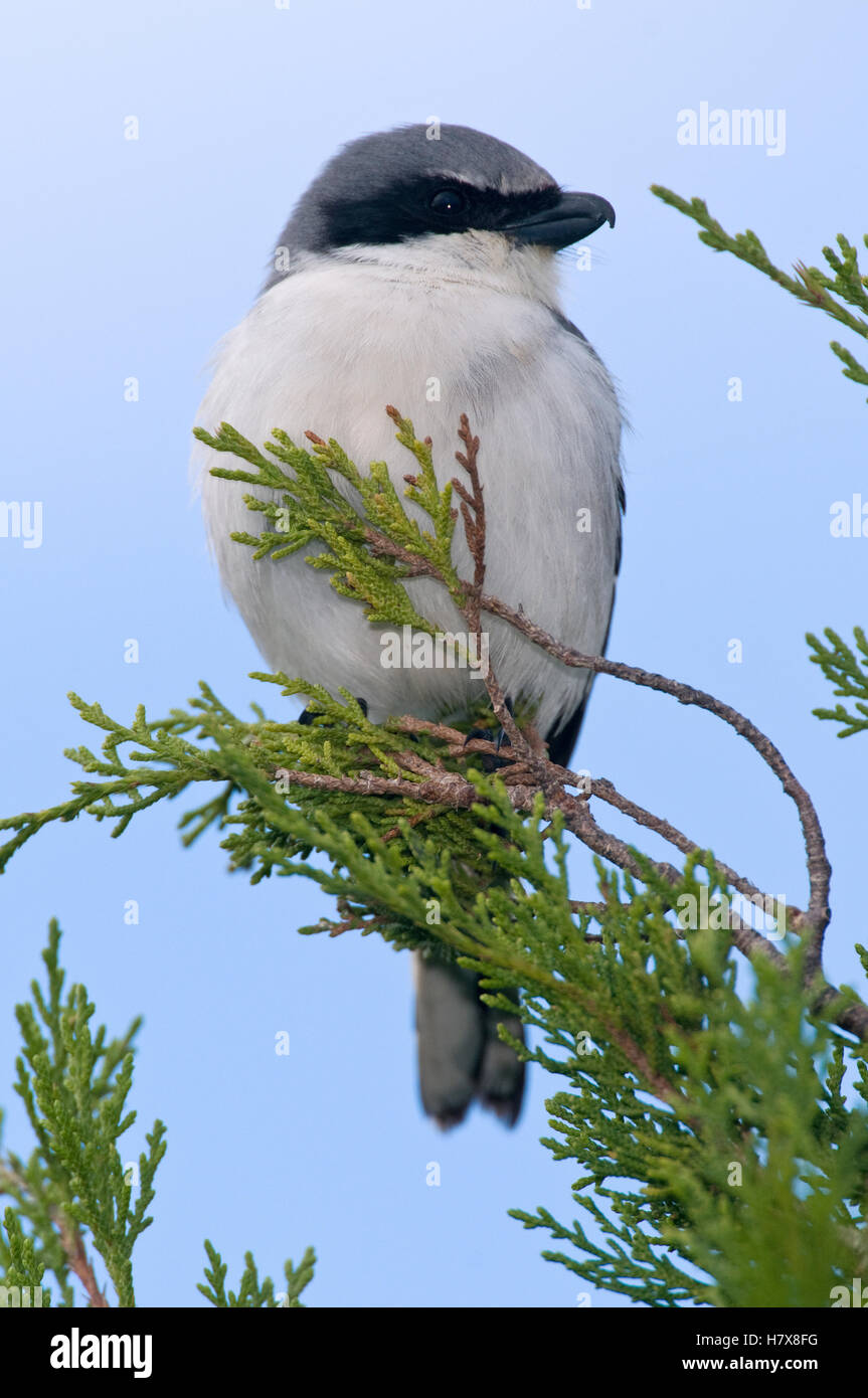 Loggerhead Shrike (Lanius ludovicianus), Merritt Island National ...