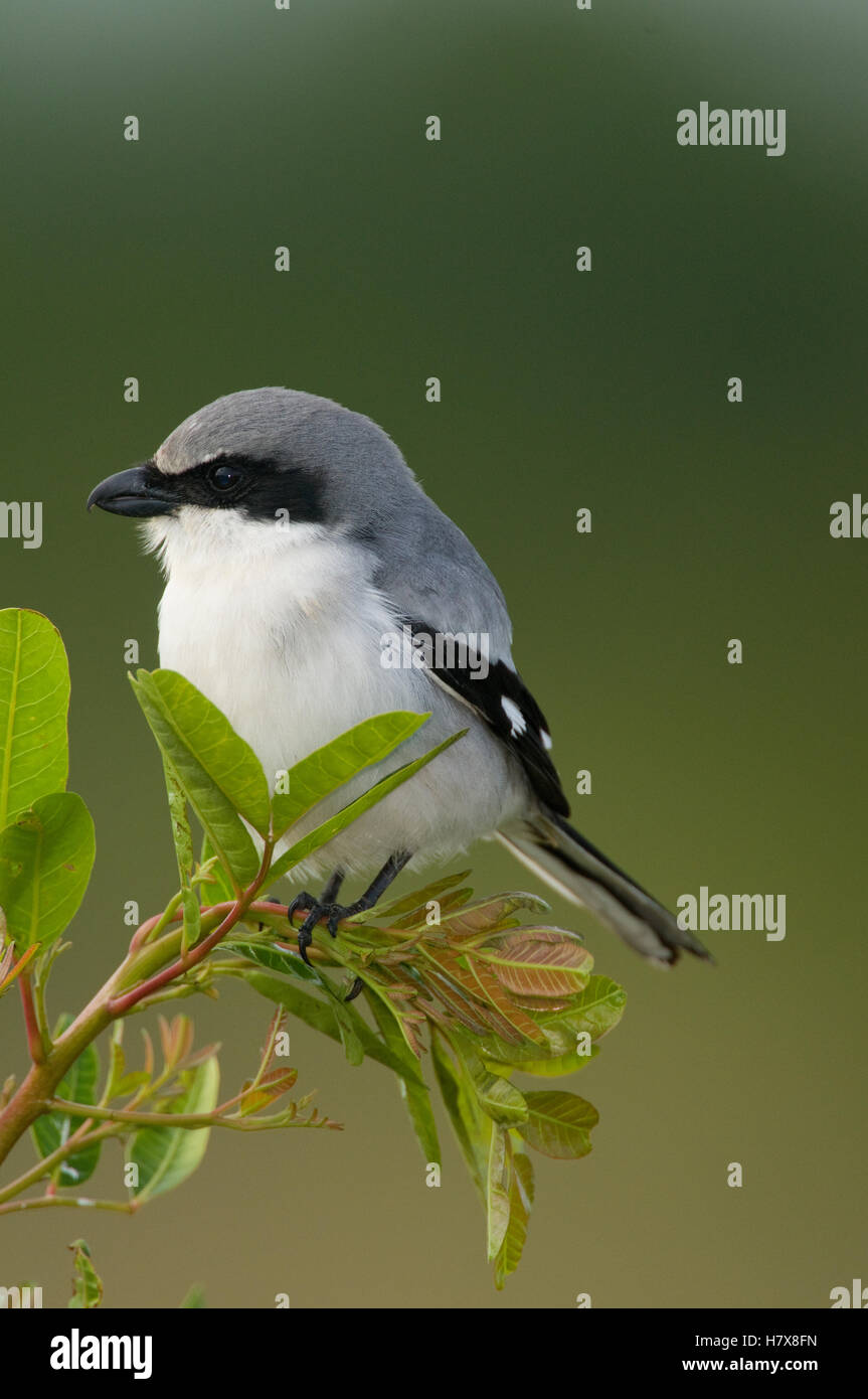 Loggerhead Shrike (Lanius ludovicianus), Merritt Island National ...