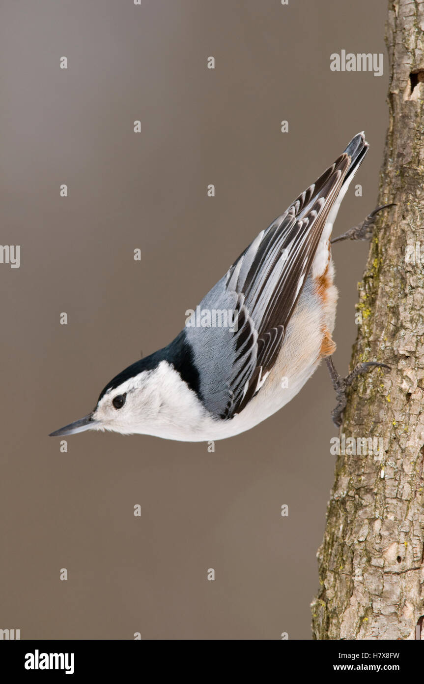 White-breasted Nuthatch (Sitta carolinensis), Huron Meadows Metropark ...