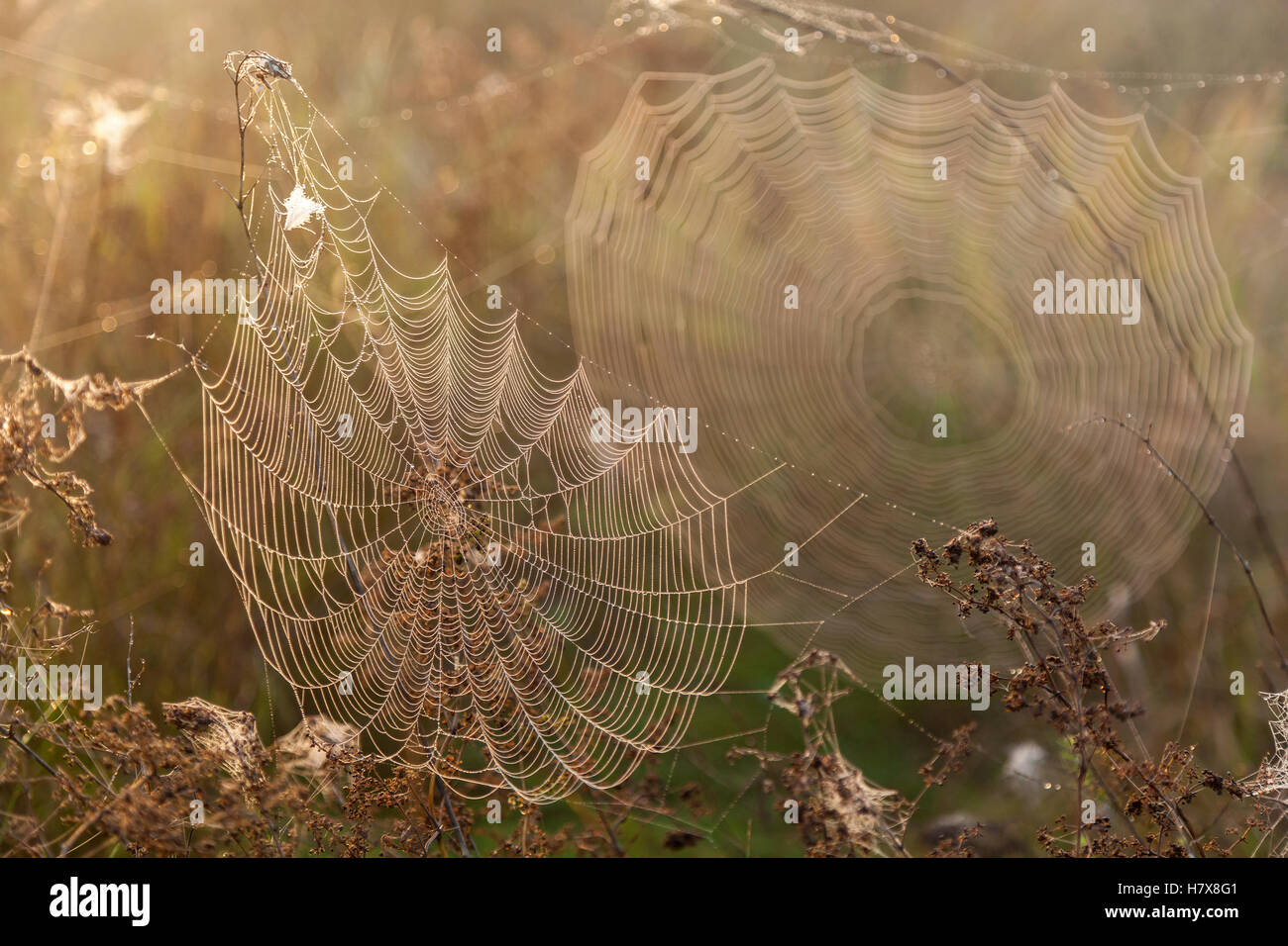 Two webs of the spider.Two big spider webs in the morning in the field ...