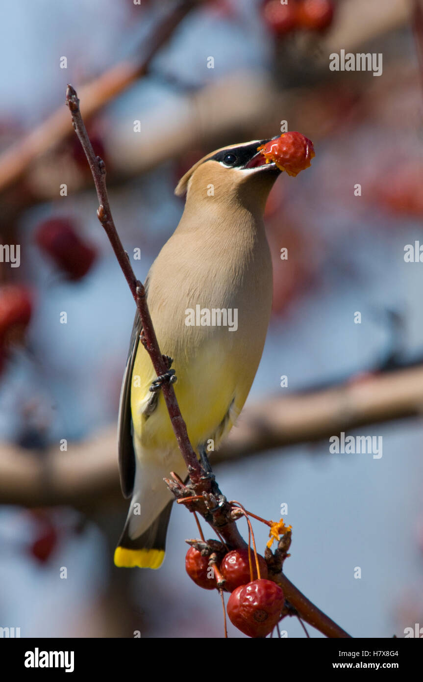 Cedar Waxwing (Bombycilla cedrorum) feeding, Michigan Stock Photo - Alamy