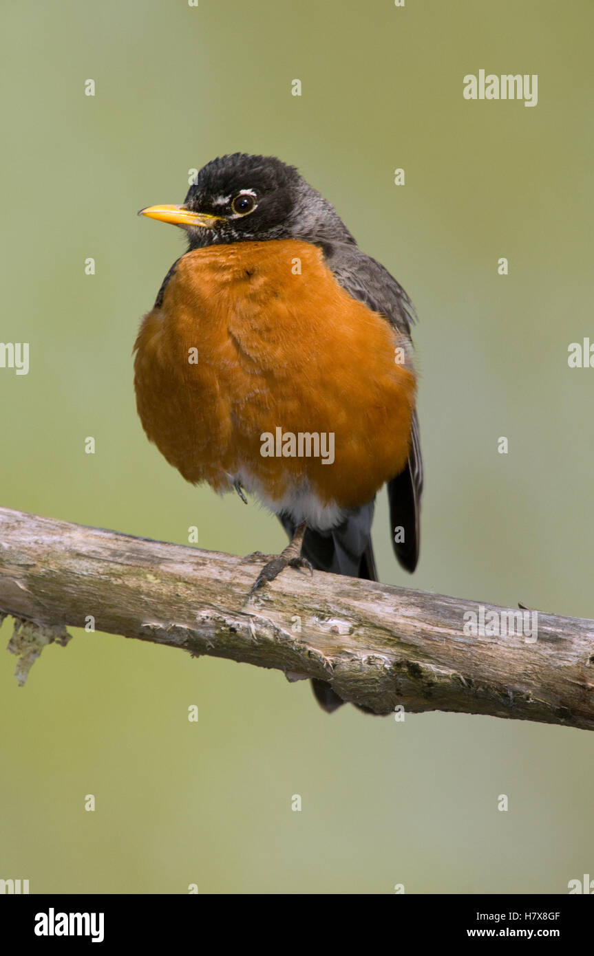 American Robin (Turdus migratorius), Crane Creek State Park, Ohio Stock ...