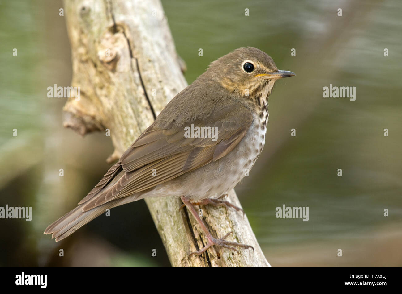 Swainson's Thrush (Catharus ustulatus), Crane Creek State Park, Ohio ...