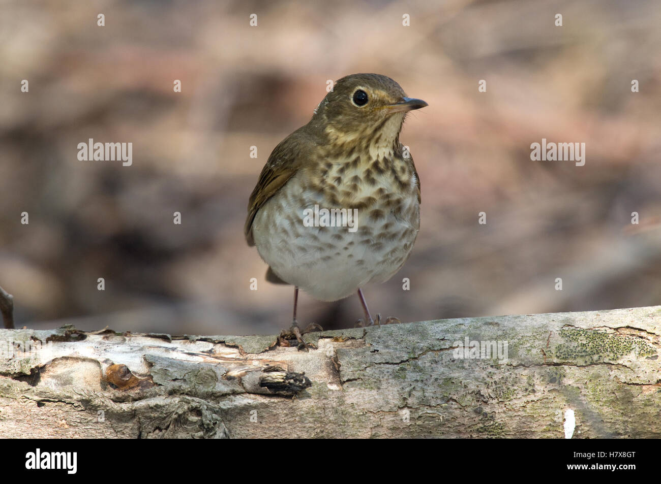 Swainson's Thrush (Catharus ustulatus), Crane Creek State Park, Ohio ...