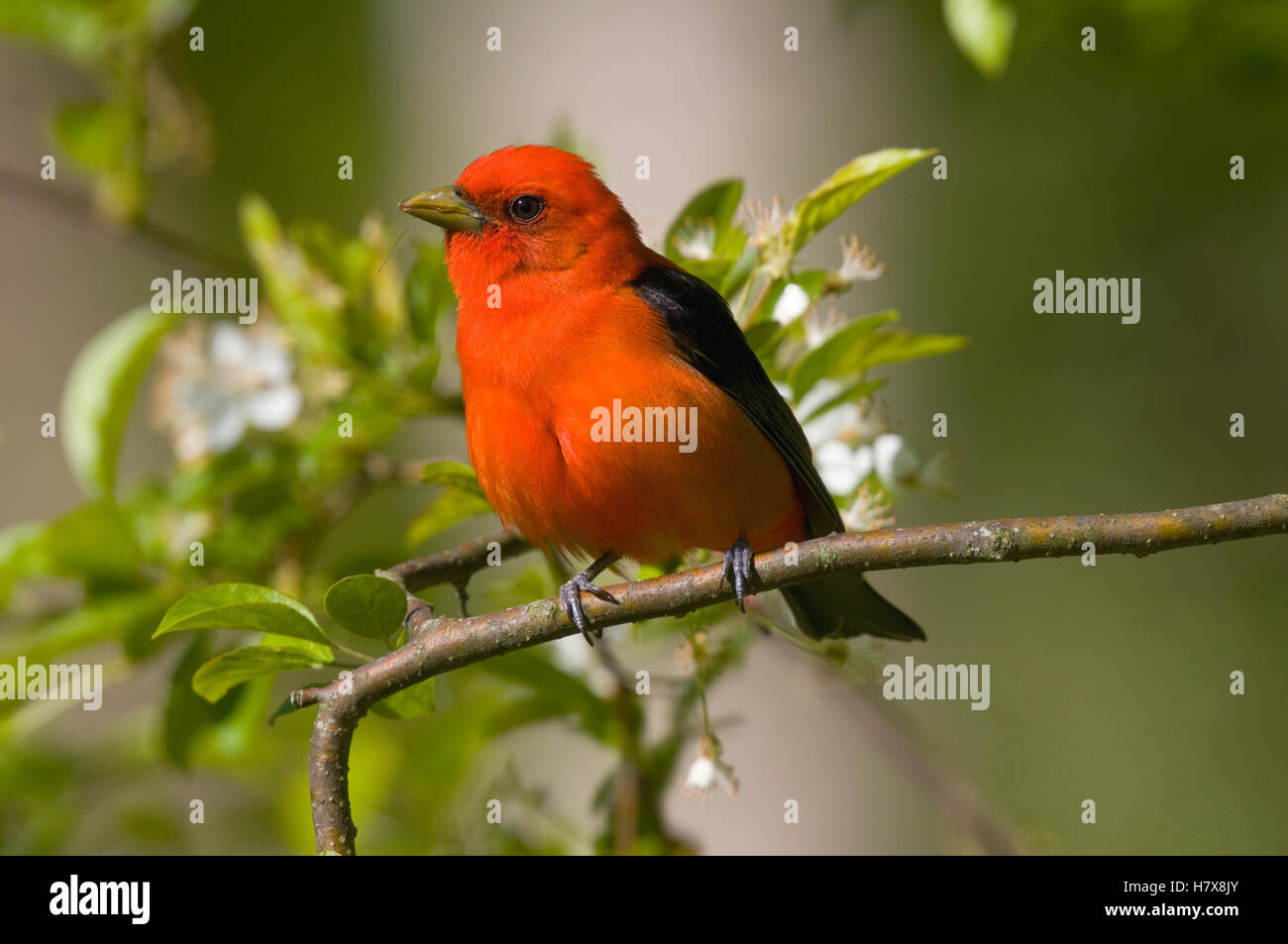Scarlet Tanager (Piranga olivacea) male, Huron Meadows Metropark, Michigan Stock Photo - Alamy