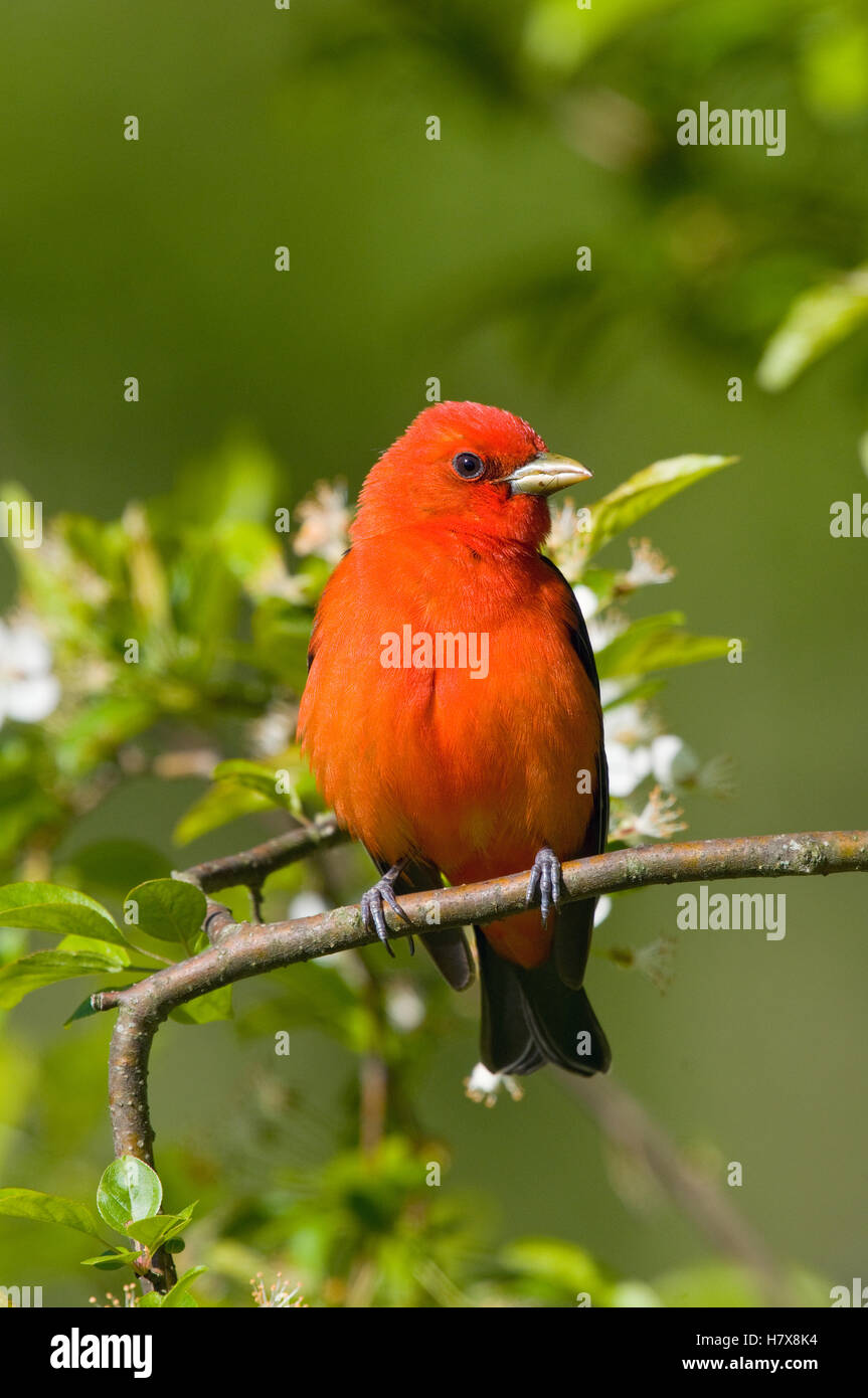 Scarlet Tanager (Piranga olivacea) male, Huron Meadows Metropark, Michigan Stock Photo - Alamy