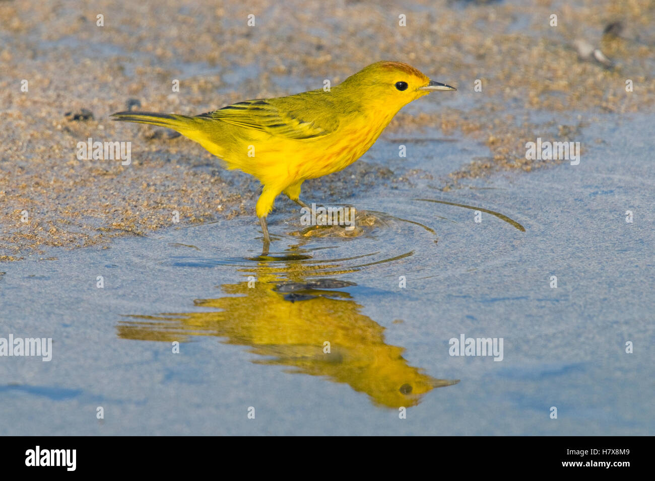 Yellow Warbler (Setophaga petechia) male, Galapagos Islands, Ecuador ...
