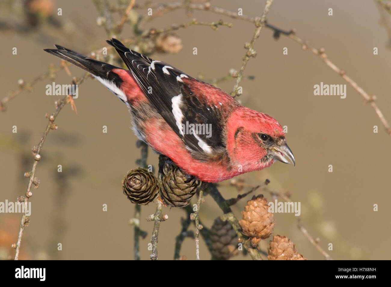 White-winged Crossbill (Loxia leucoptera) male, Michigan Stock Photo ...