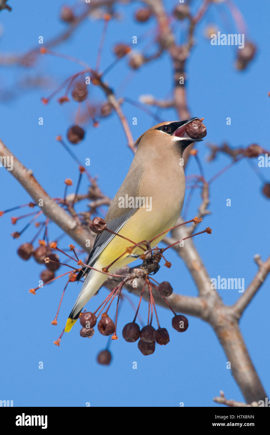 Cedar Waxwing (Bombycilla cedrorum) feeding on berry, Michigan Stock ...