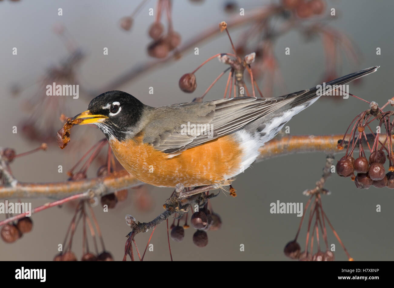 American Robin (Turdus migratorius) feeding on berry, Michigan Stock ...