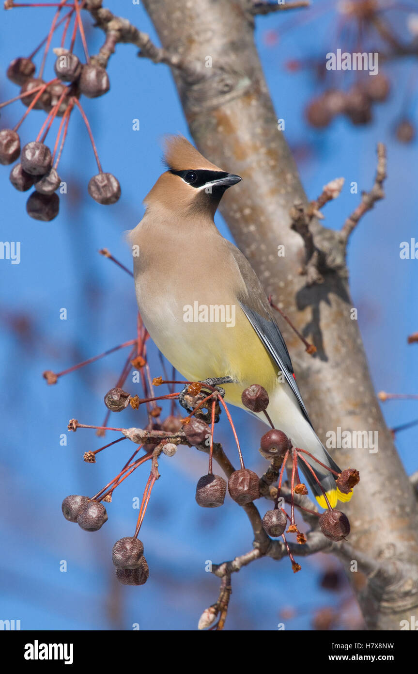 Cedar Waxwing (Bombycilla cedrorum), Michigan Stock Photo - Alamy