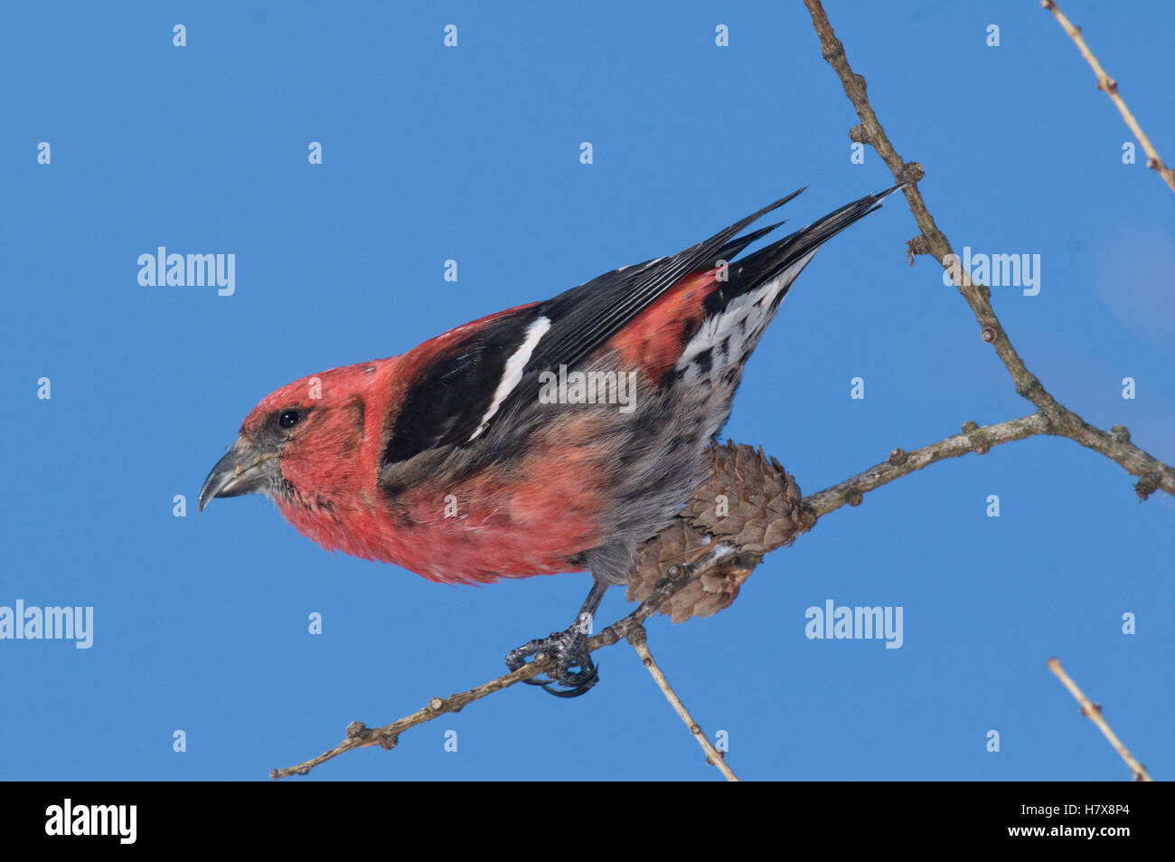 White-winged Crossbill (Loxia leucoptera) male, Michigan Stock Photo ...