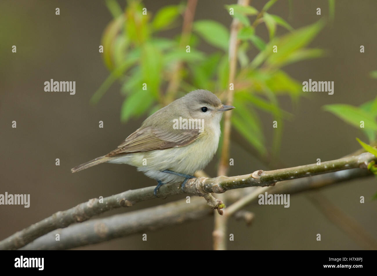 Eastern Warbling-Vireo (Vireo gilvus), Crane Creek State Park, Ohio ...