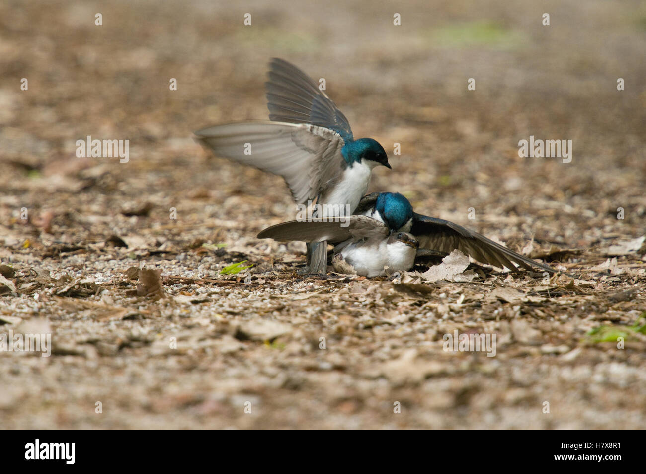 Tree Swallow (Tachycineta bicolor) males fighting to mate with female ...