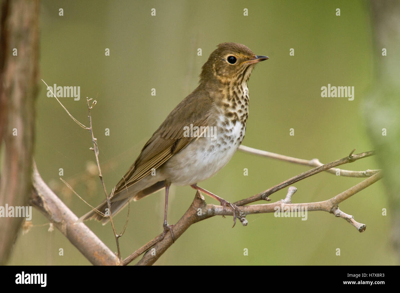 Swainson's Thrush (Catharus ustulatus), Crane Creek State Park, Ohio ...