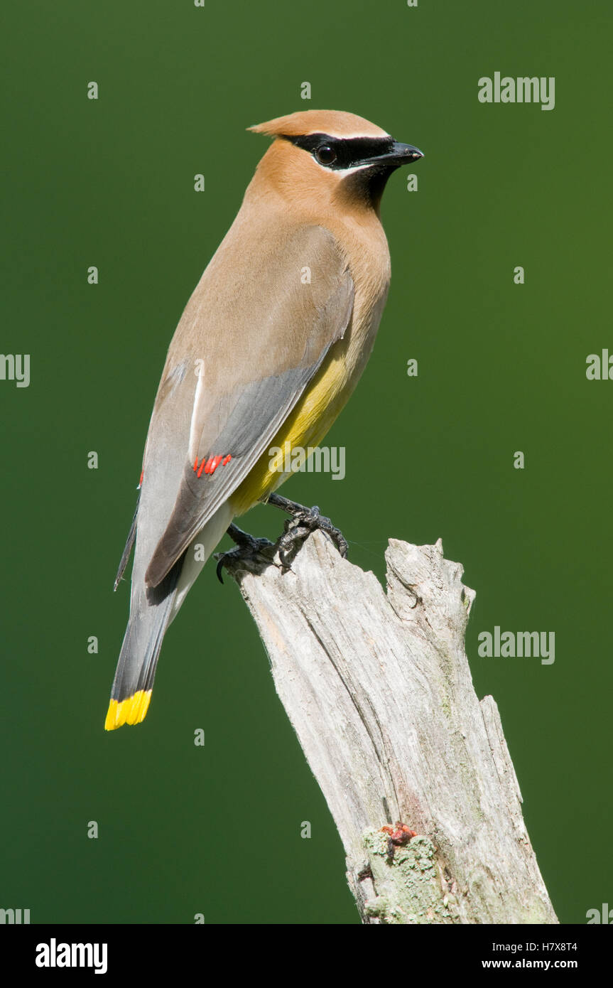 Cedar Waxwing (Bombycilla cedrorum), Kensington Metropark, Michigan ...