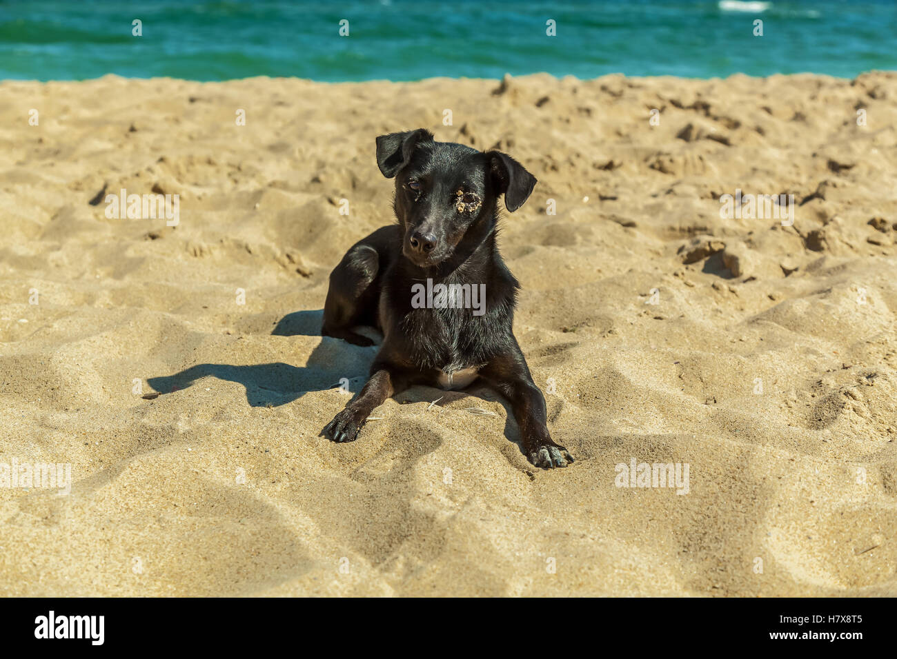 Labrador puppy. Single black Labrador puppy relaxing on the sandy beach ...