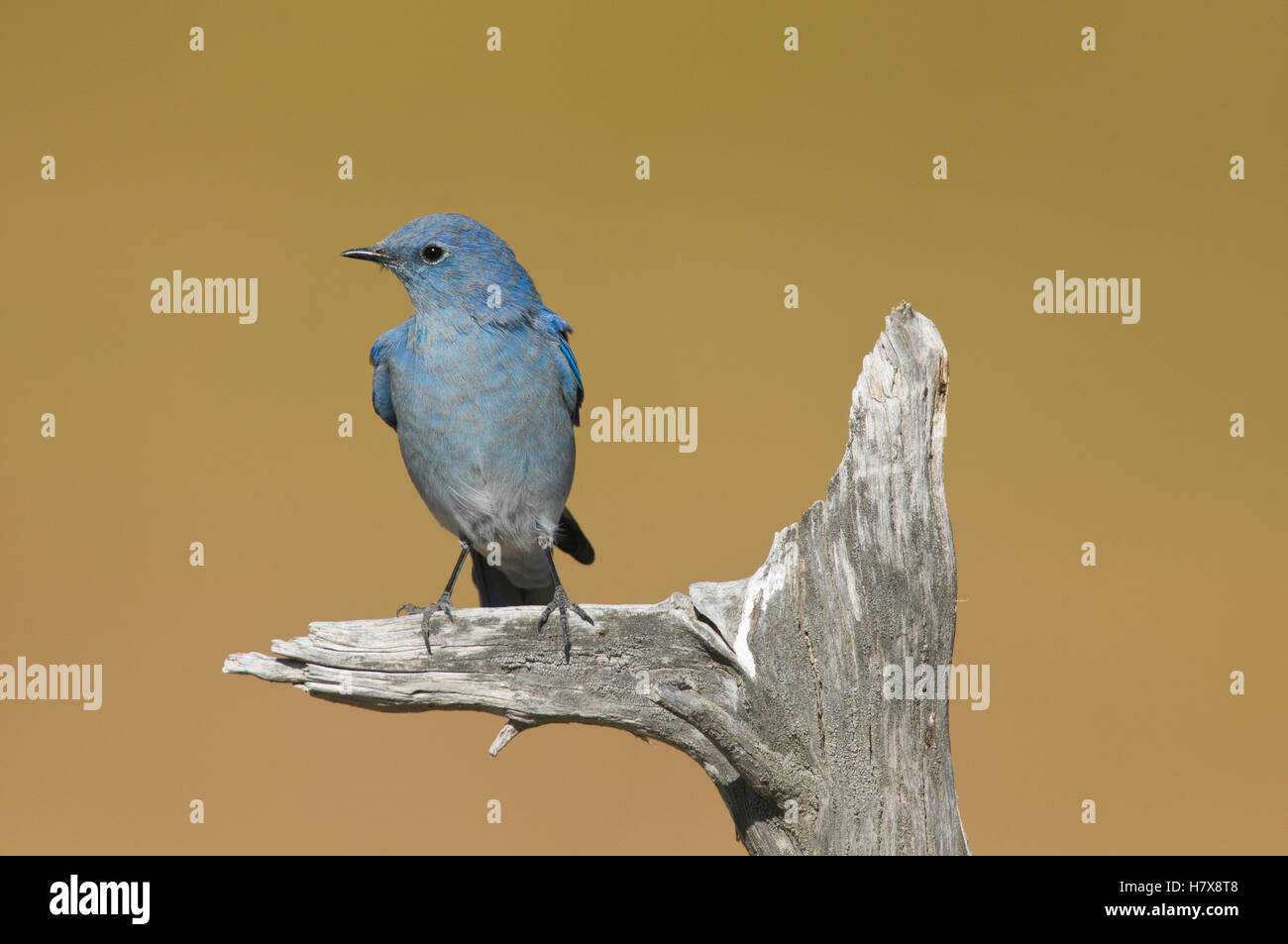 Mountain Bluebird (Sialia currucoides) male, Yellowstone National Park ...