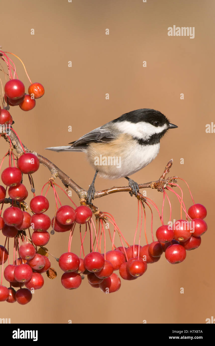 Black-capped Chickadee (Poecile atricapillus), Kellogg Bird Sanctuary ...