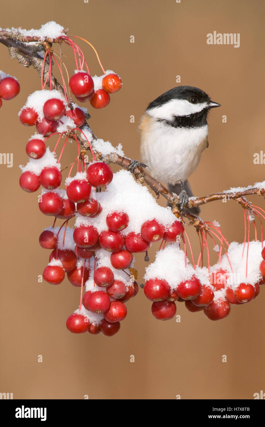 Black-capped Chickadee (Poecile atricapillus), Kellogg Bird Sanctuary ...