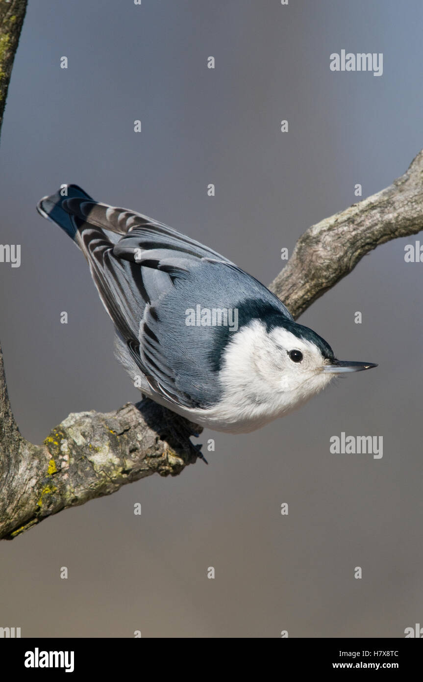 White-breasted Nuthatch (Sitta carolinensis), Kellogg Bird Sanctuary ...