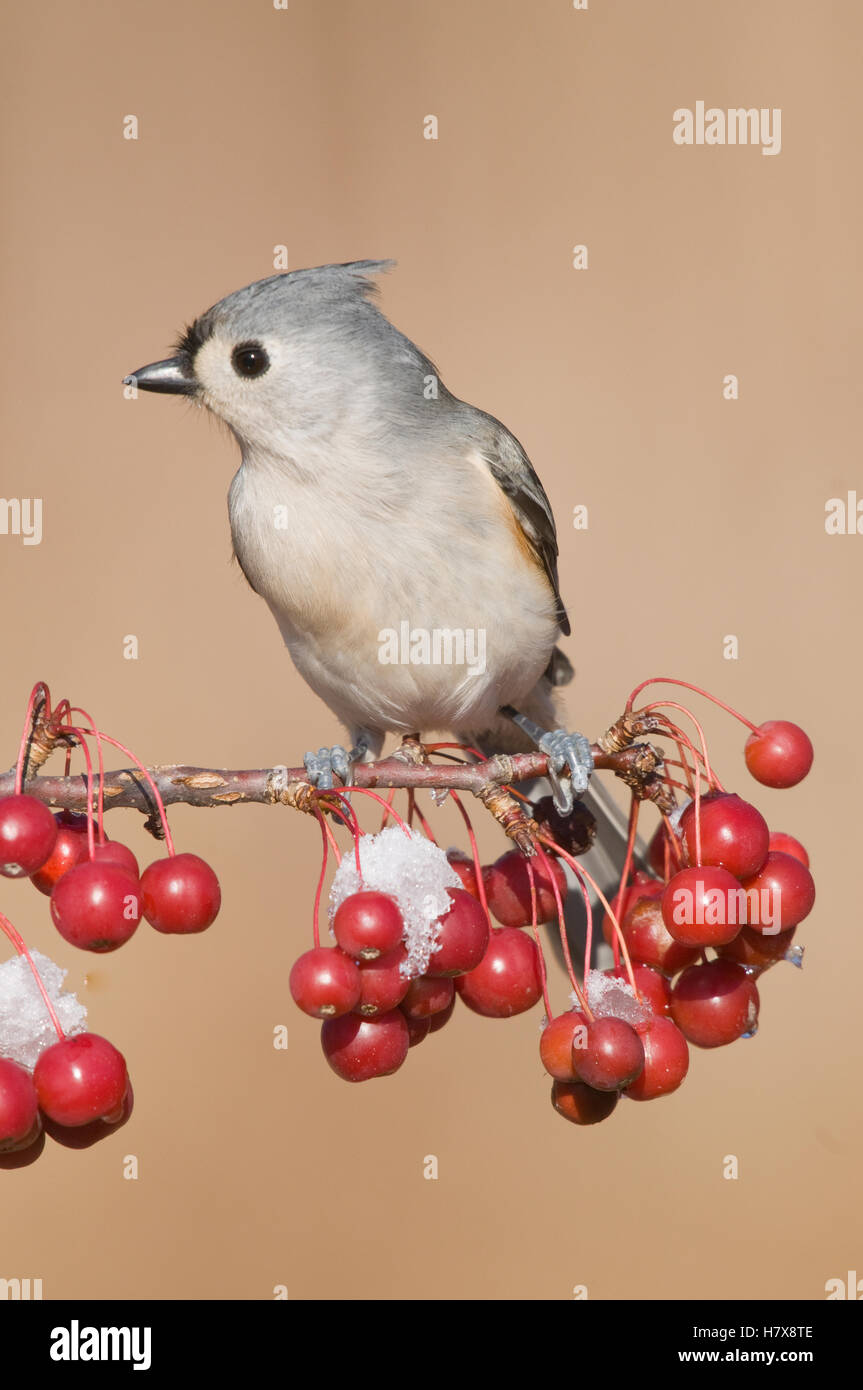 Tufted Titmouse (Baeolophus bicolor), Kellogg Bird Sanctuary, Michigan ...